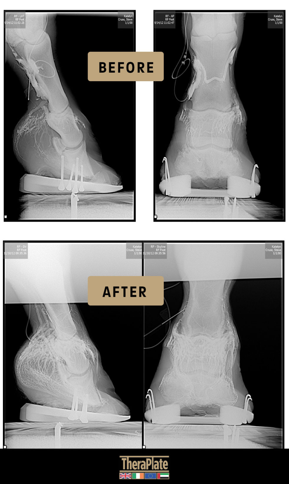 Laminitis - Know the Signs - International Association of TheraPlate ...